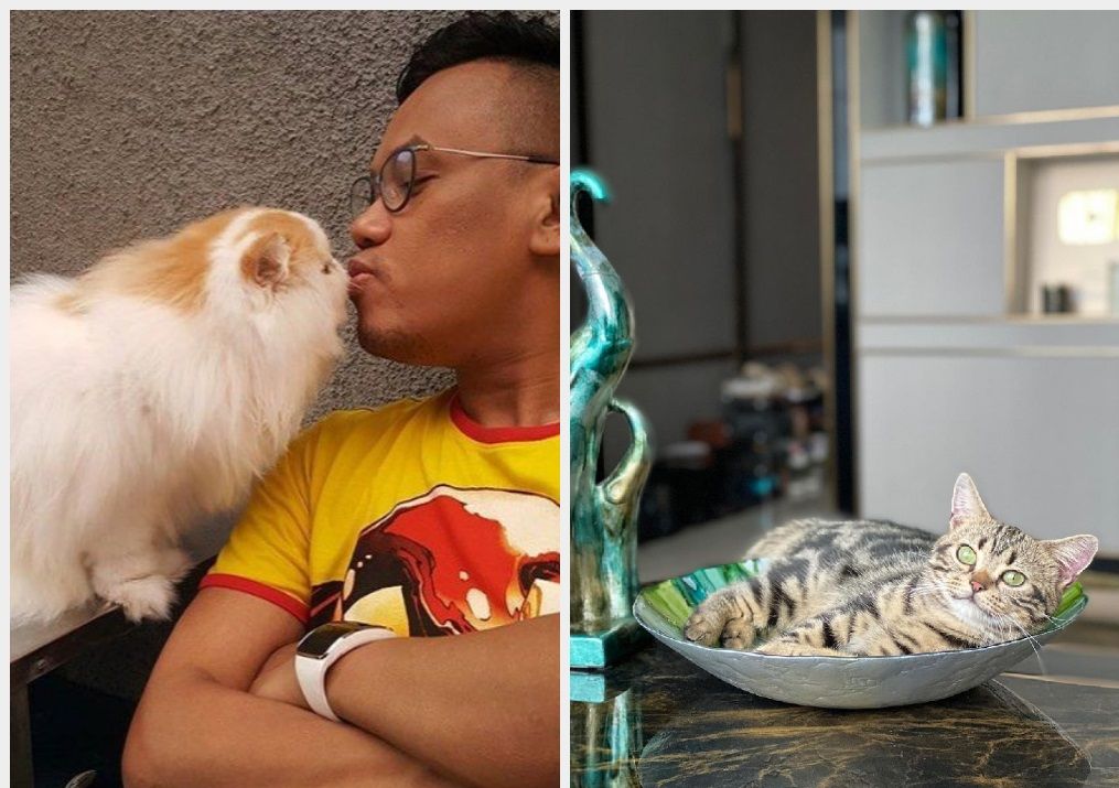5 Artis yang Pelihara Kucing Mahal, Milik Rachel Vennya Seharga Mobil ...
