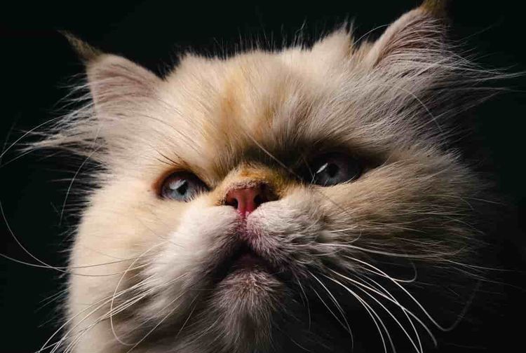 Mengenal Kucing Persia, Spesies Kucing yang Kalem dan Penyayang - Kids