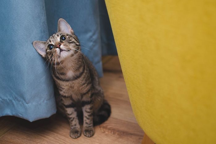 Perlu Tahu, Ini Ciri-Ciri Kucing Sakit Perut dan Cara Mengobatinya - Bobo