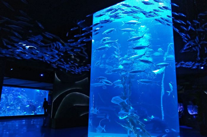 6 Rekomendasi Tempat Wisata di Jakarta, Ada Pantai Hingga Kebun ... 6 Rekomendasi Tempat Wisata di Jakarta, Ada Pantai Hingga Kebun ...