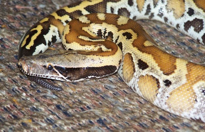 Perdagangan Ular di Indonesia Disorot: Apakah Cukup Berkelanjutan ...