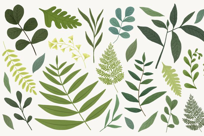 Contoh-Contoh Tanaman dengan Jenis Daun Sejajar, Menyirip, Menjari, dan ...