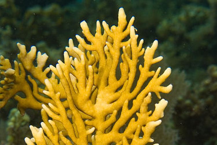 Berita Karang Api Terbaru Hari Ini - Bobo