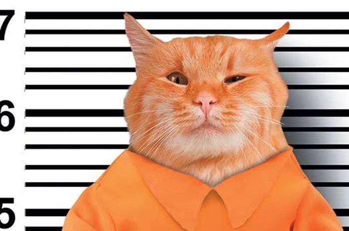 Tuduhan Kucing Oren Pembuat Onar dan Kucing Hitam Pembawa Sial Dibantah ...