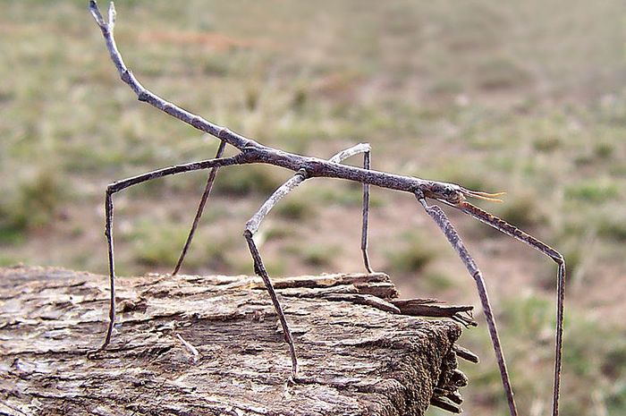 5 Fakta Unik Belalang Ranting, Serangga yang Pintar Berkamuflase - Bobo