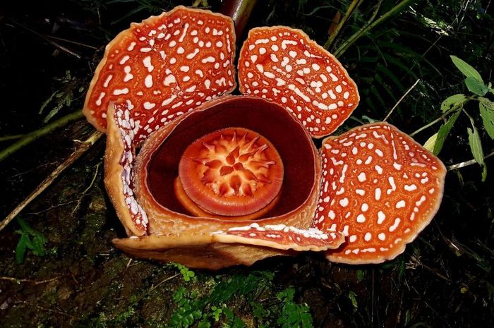 Ancaman Kepunahan Bunga Terbesar di Dunia yang Tumbuh di Indonesia ...