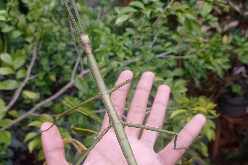 Berita Ranting Terbaru Hari Ini - Bobo