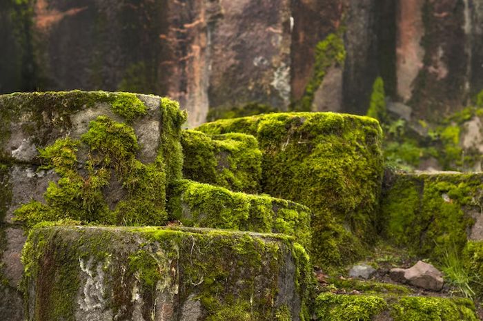 3 Karakteristik Lumut serta Siklus Hidupnya, Seperti Apa? - Kids