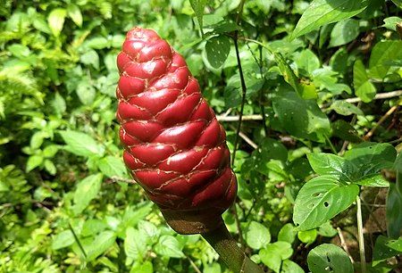 Lempuyang, Rempah Cantik yang Kaya Manfaat, Pernah Melihatnya?