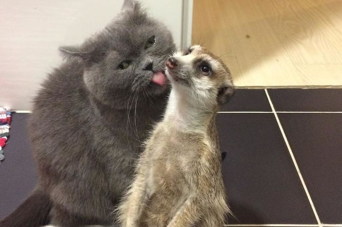 Kucing Ini Punya Poni! Ini Dia 7 Gambar Kucing yang Punya Corak Unik ...