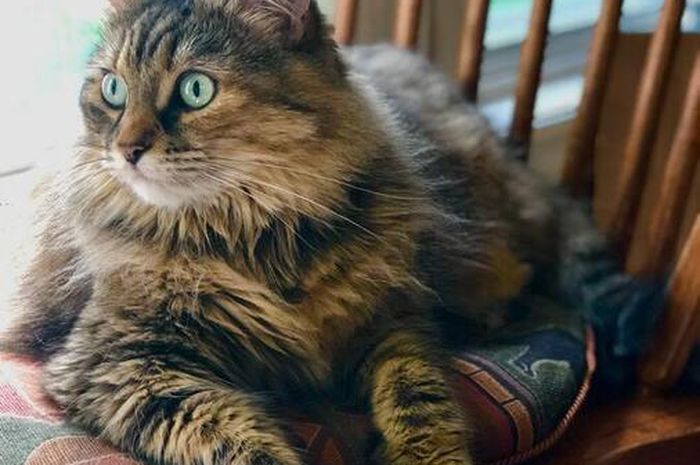 Mengenal Kucing Somali, Kerabat Kucing Abisinia yang Berbulu Panjang ...