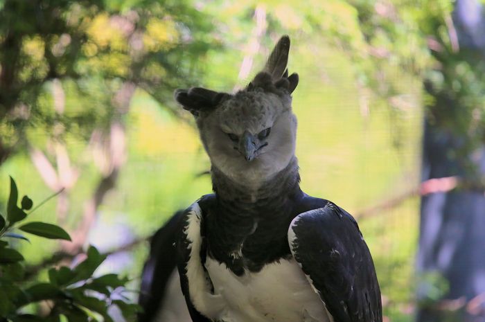 Elang Terbesar di Dunia Sedang dalam Bahaya karena Penggundulan Hutan ...