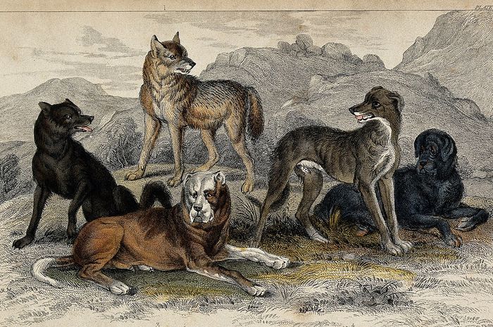 Bagaimana Mitologi Dunia Bisa Bantu Ungkap Riwayat Domestikasi Anjing ...