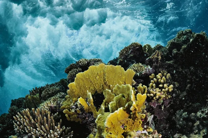 Studi: Keanekaragaman Terumbu Karang Berubah seiring Kedalaman Laut ...