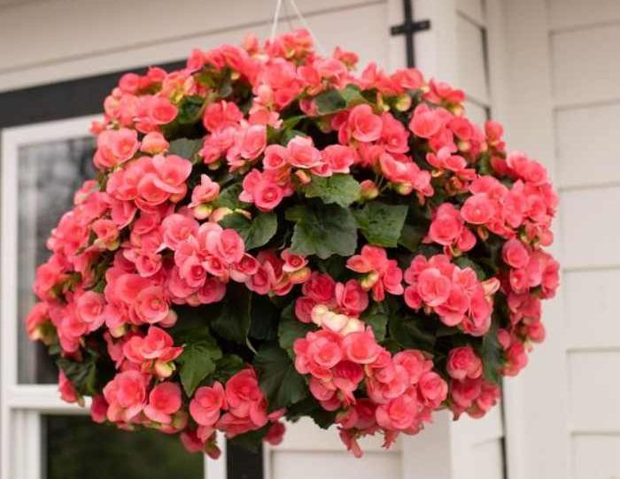 7 Jenis Tanaman Hias Gantung dengan Bunga Paling Cantik - Semua Halaman ...