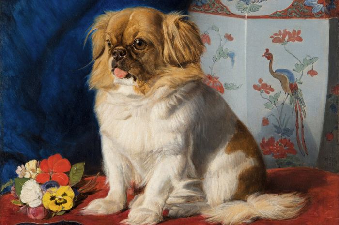 Kisah Looty, Anjing Ratu Victoria Hasil Jarahan dari Kaisar Tiongkok ...