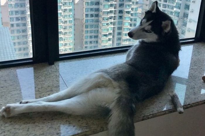 Yuk, Lihat Potret Seekor Anjing Siberian Husky yang Sering Berpose ...