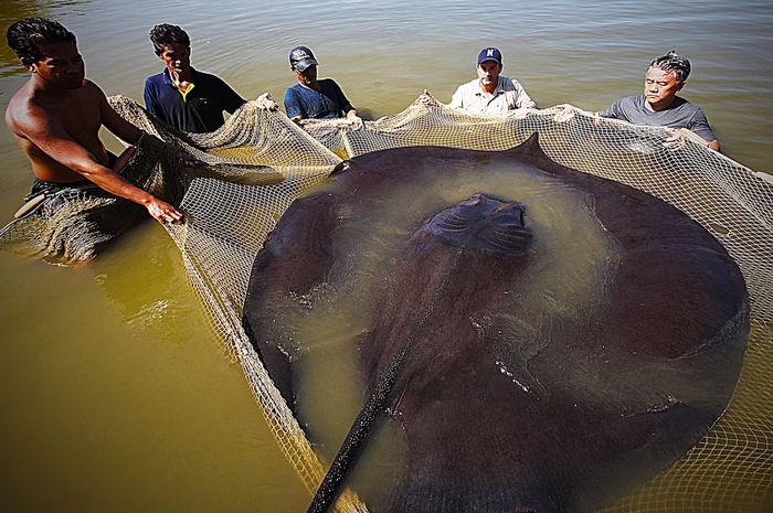 Mengapa Kita Masih Belum Menangkap Ikan Air Tawar Terbesar di Dunia ...