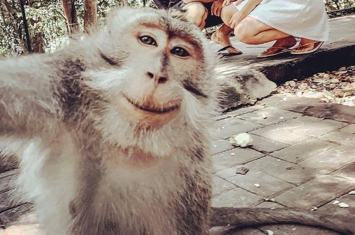 Makin Marak, Ini 3 Alasan Kenapa Kita Enggak Boleh Pelihara Monyet ...