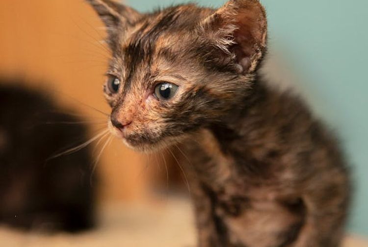 15 Fakta Menarik Kucing Lykoi, Spesies Kucing yang Wajahnya Mirip ...