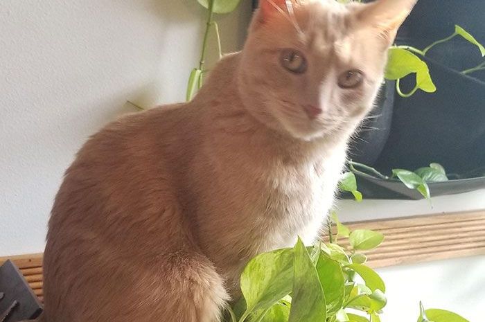 Kucing Oren Sering Dianggap Barbar, Ini Faktanya Menurut Sains - Semua ...