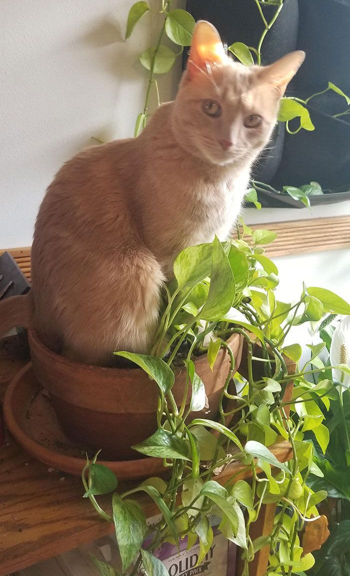 Ada-Ada Aja, Ini 7 Spot Bersembunyi Kucing Oren yang Dikenal ‘Barbar’ - Hai