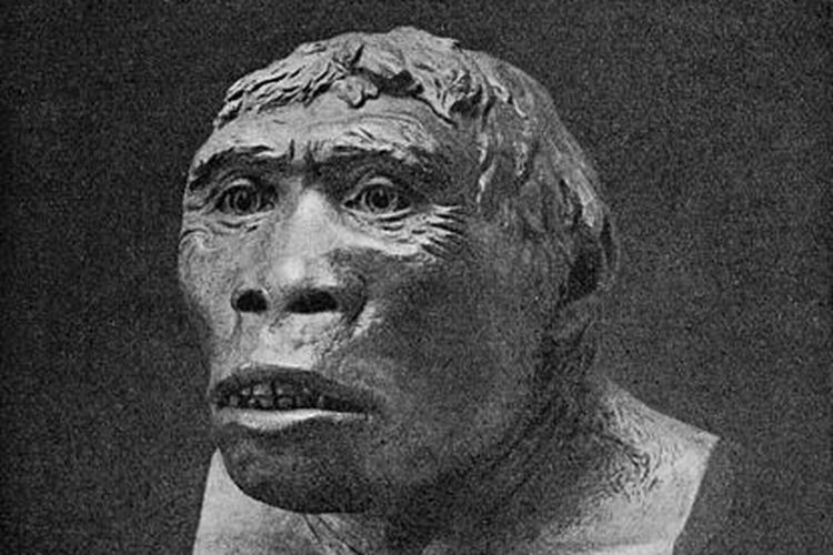 Berita Pithecanthropus Erectus Terbaru Hari Ini - Bobo