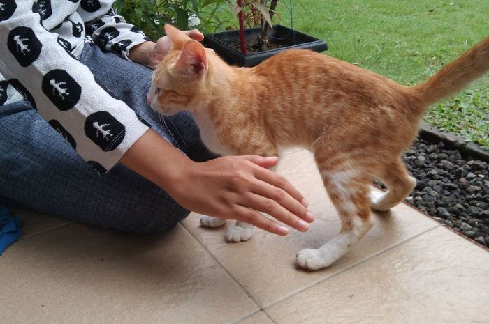 Alasan Mengapa Kucing Peliharaan di Rumah Pincang, Ini Cara ... Alasan Mengapa Kucing Peliharaan di Rumah Pincang, Ini Cara ...