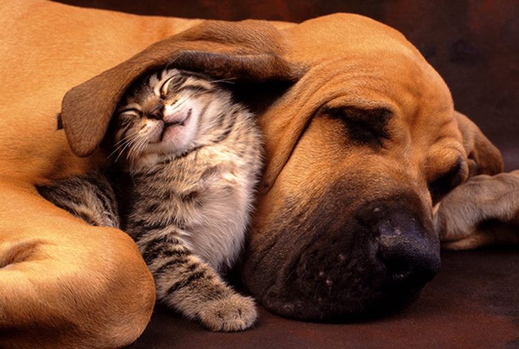 Bikin Gemas! Dikenal Enggak Bisa Akur, Ternyata Anjing dan Kucing Ini ... Bikin Gemas! Dikenal Enggak Bisa Akur, Ternyata Anjing dan Kucing Ini ...