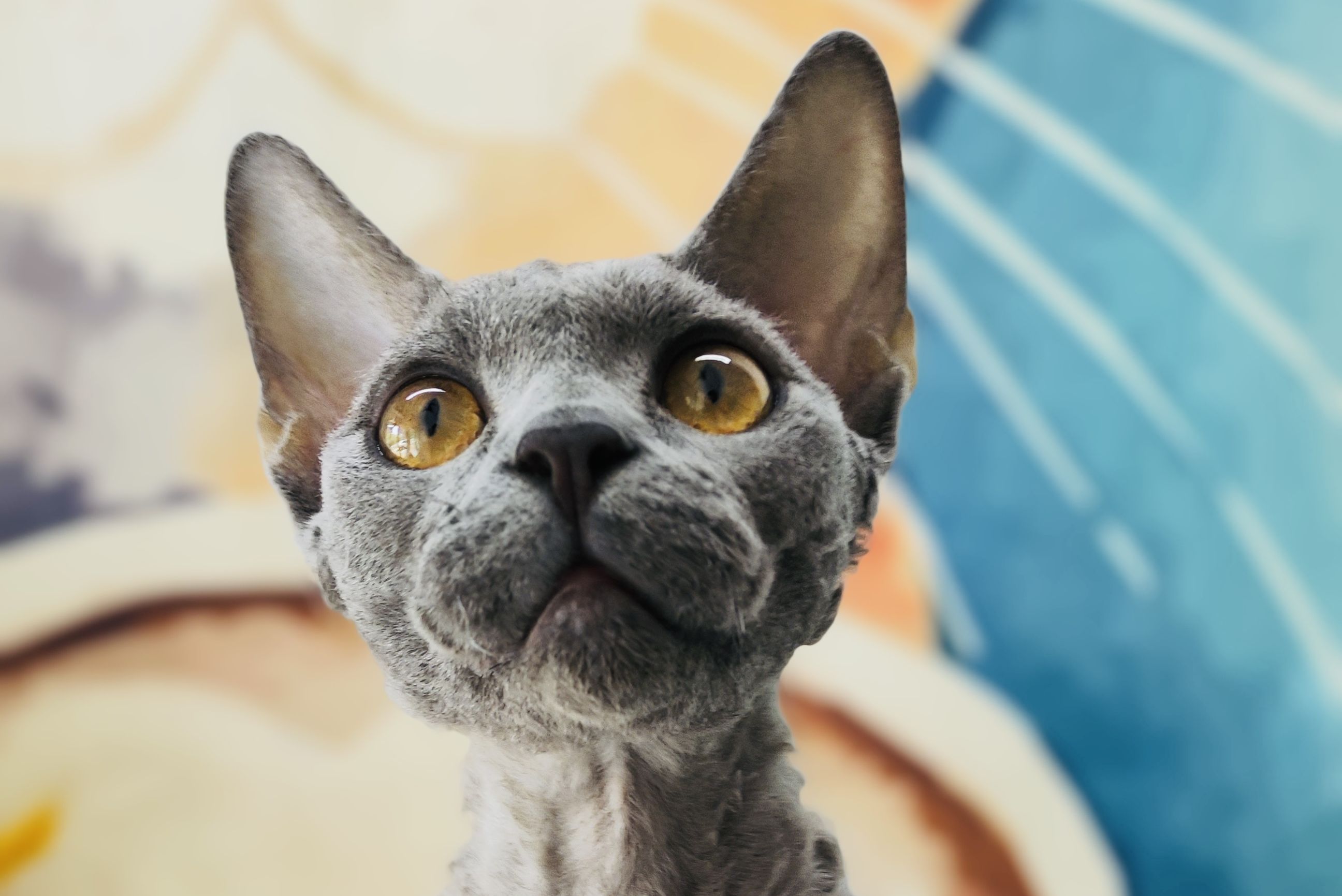 10 Ras Kucing Abu-Abu Paling Menggemaskan, Lengkap dengan Gambar ...