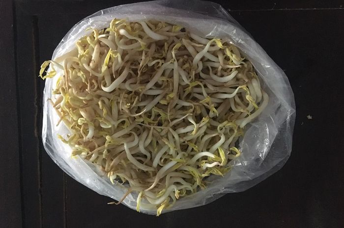 Manfaat Taoge untuk Kesehatan Menurut Medis, Dikonsumsi Secara Rutin ...