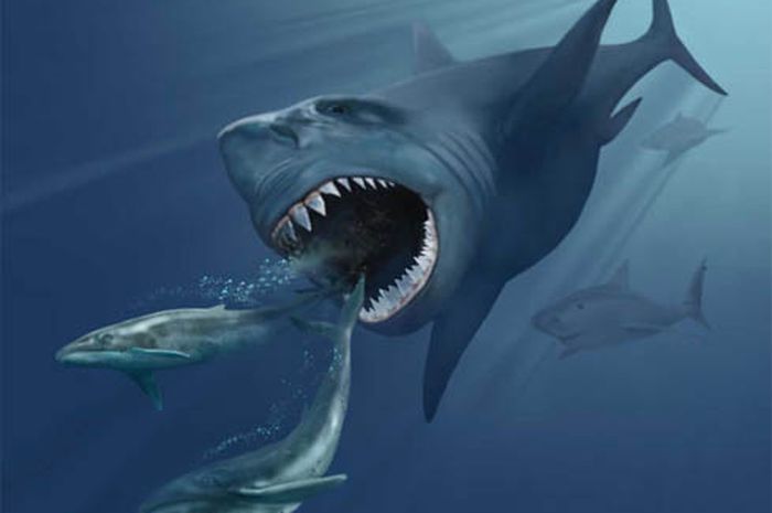 Dunia Hewan: Megalodon, Antara Fosil dan Penampakan 'Aslinya ...