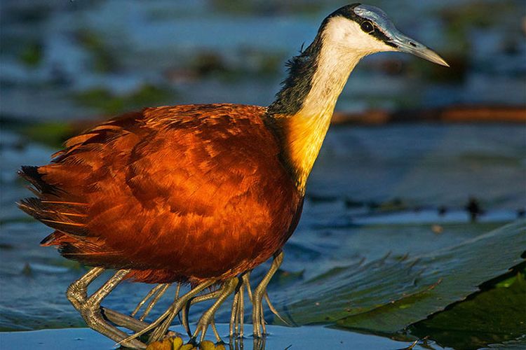 Viral Penampakan Burung dengan 8 Kaki, Ternyata Ini yang Sebenarnya Terjadi Viral Penampakan Burung dengan 8 Kaki, Ternyata Ini yang Sebenarnya Terjadi