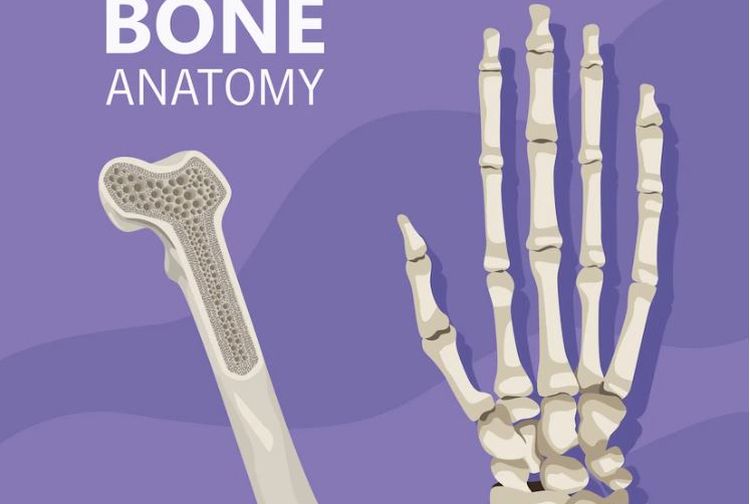 Mengenal Fungsi Tulang Pendek dalam Sistem Kerangka Manusia, Apa Saja ...