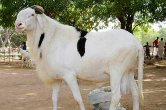 Seharga Mobil, Ini Penampakan Ladoum si Domba Termahal di Dunia ...