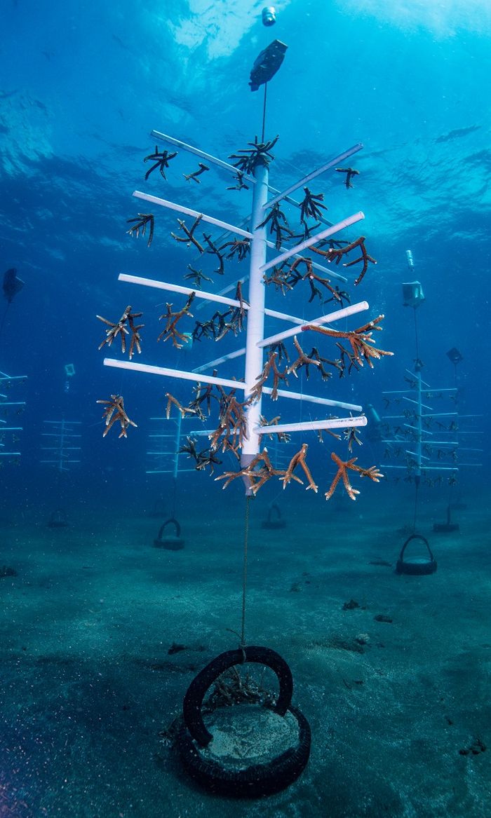 Demi Masa Depan Bumi, Reeformers Tanam 800 Karang Lagi di Laut Manado - National Geographic