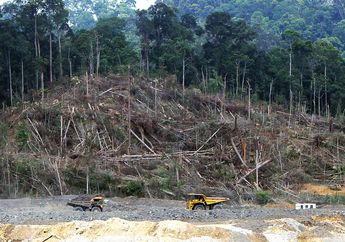 Berita Penggundulan Hutan Terbaru Hari Ini - National Geographic
