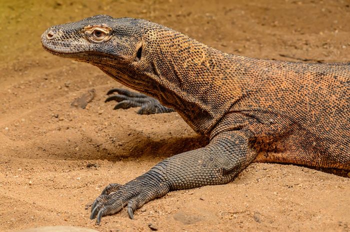 5 Fakta Unik Komodo, Kadal Terbesar di Dunia yang Bisa Mengeluarkan ...