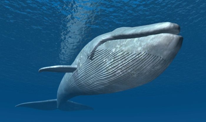 Dunia Hewan: Deretan Binatang Terbesar di Dunia yang Masih Hidup ...