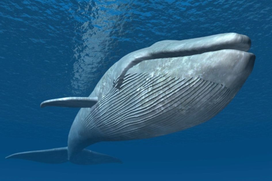 Berita Paus Balin Terbaru Hari Ini - National Geographic