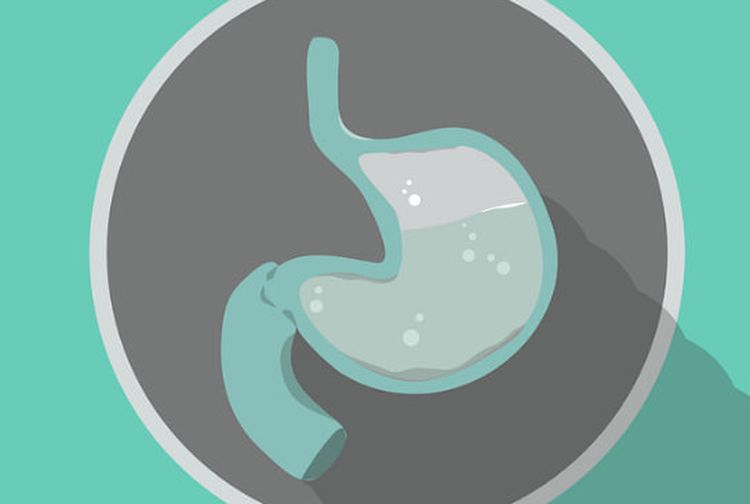 Mengenal Struktur Lambung pada Manusia, Kardiak hingga Pilorus - Kids