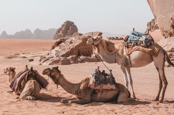 5 Fakta Menarik Unta, Mamalia Gurun yang Bisa Bertahan Hidup Tanpa ...