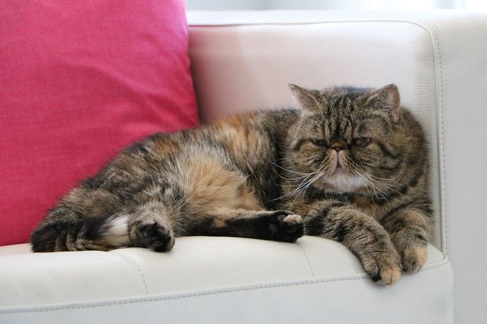 Super Cute! Ini Dia Ras Kucing Paling Menggemaskan di Dunia - Semua ...