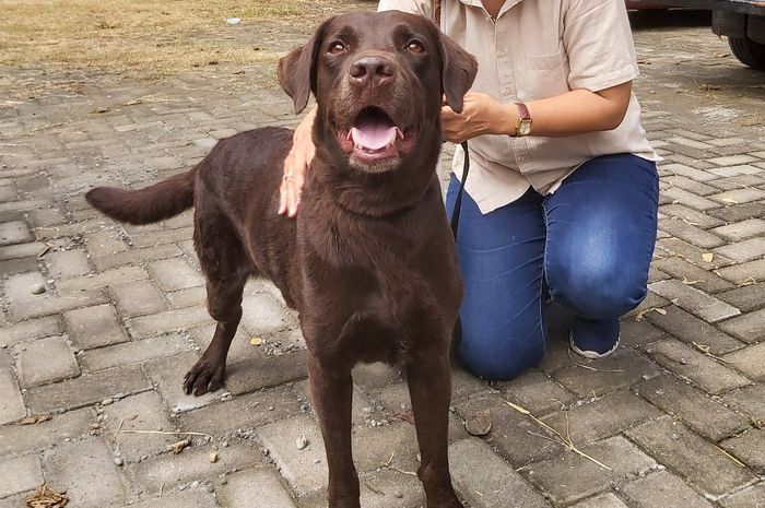 Coco Si Anjing Labrador Temukan Korban Gempa Cianjur, Sudah ...