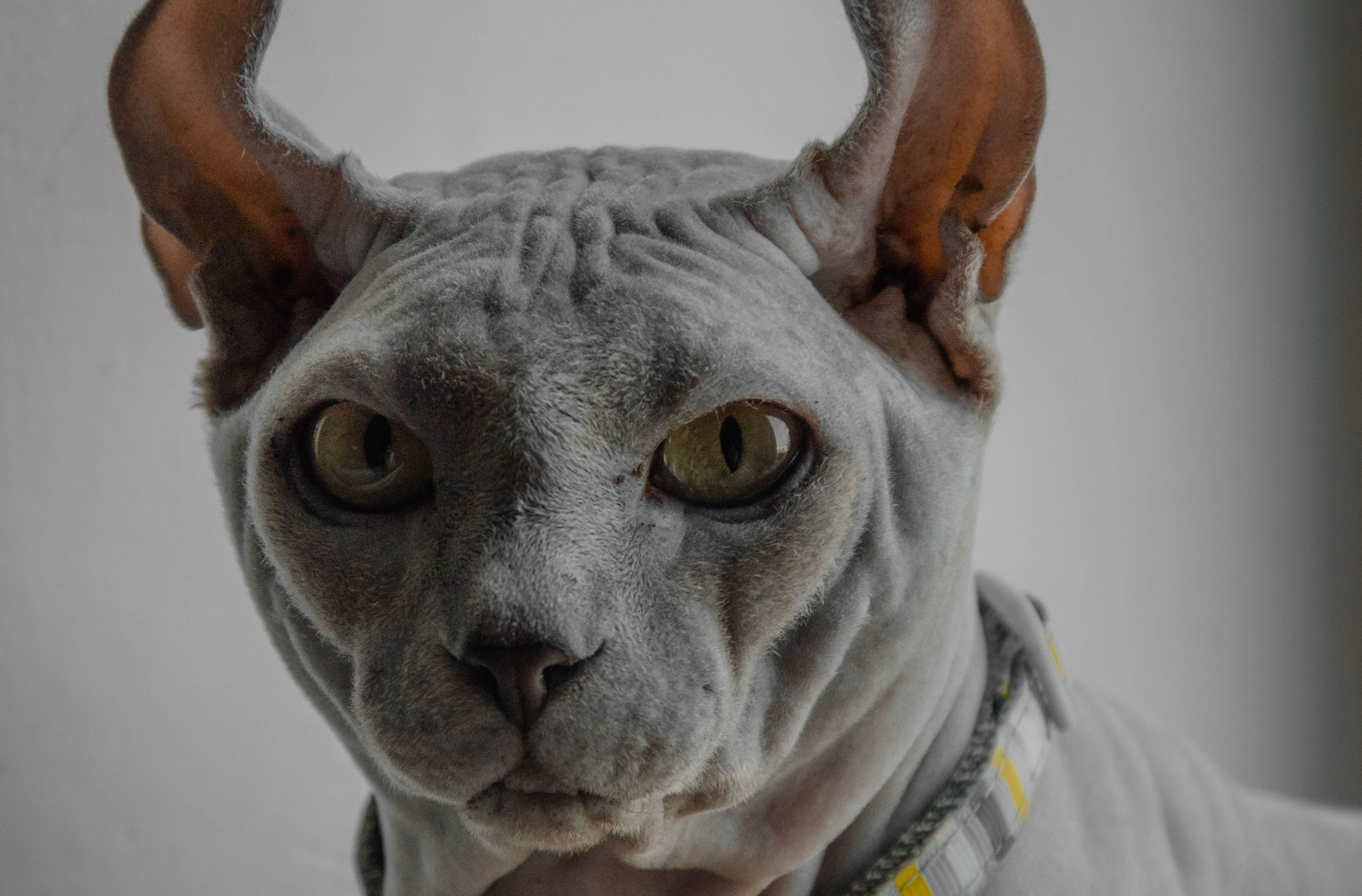 10 Ras Kucing Abu-Abu Paling Menggemaskan, Lengkap dengan Gambar ...