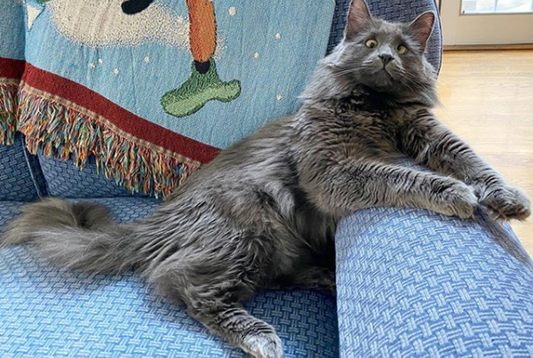 Meski Bermata Juling, Anak Kucing Ini Begitu Manis dan Memikat Hati ...