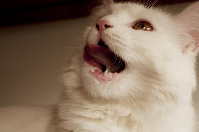 Bukan Tanpa Alasan, Inilah Penyebab dan Tanda Kucing Sedih yang Wajib ...