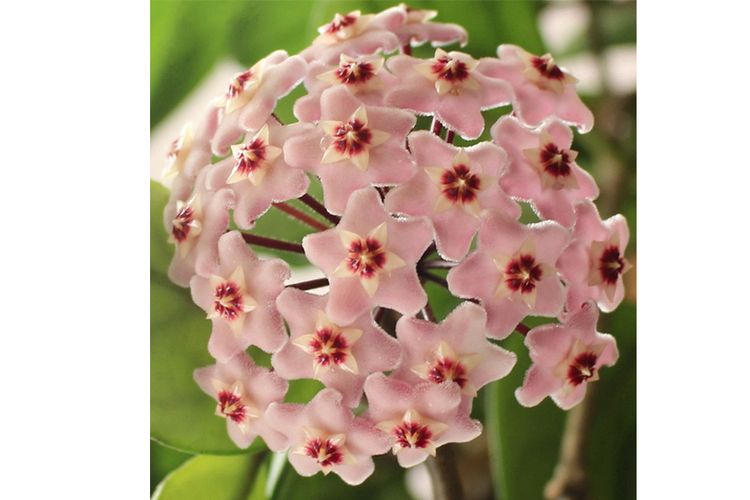 Berita Bunga Hoya Terbaru Hari Ini - Bobo