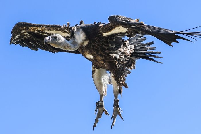 Burung Nasar Hidup dengan Makan Bangkai, Simak Penjelasannya! - Bobo