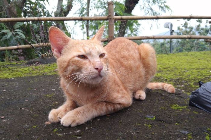 Terhindar dari Penyakit, Ini Cara Menghilangkan Kutu pada Kucing yang ...